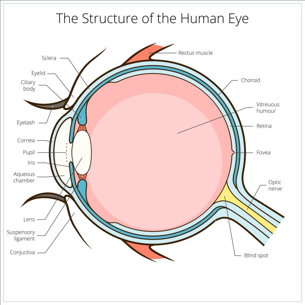 Anatomy of human eye - ReliableRxPharmacy Blog, Health Blog